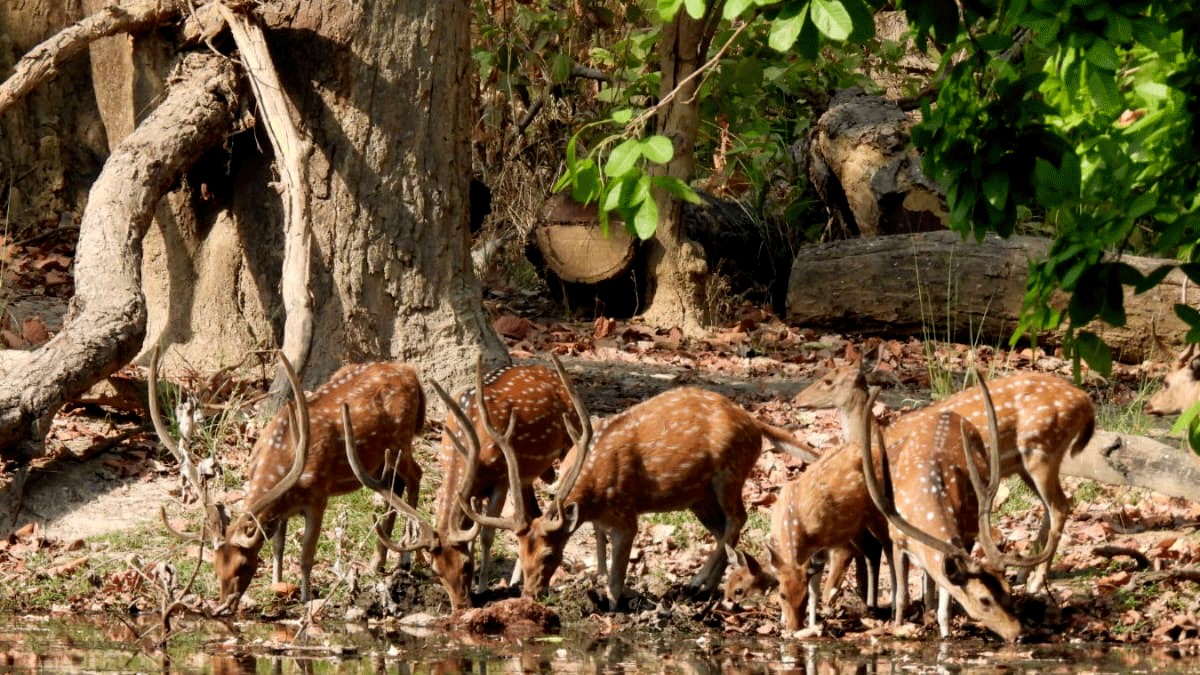 Bardia National Park Tour - 3 Days and 4 Nights